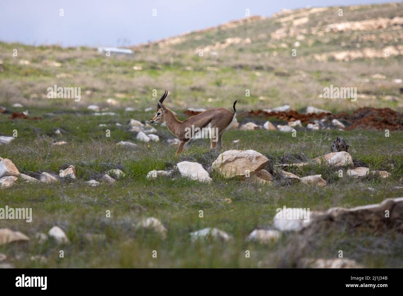 Beautiful Impala Antelope in African landscape and scenery Stock Photo ...