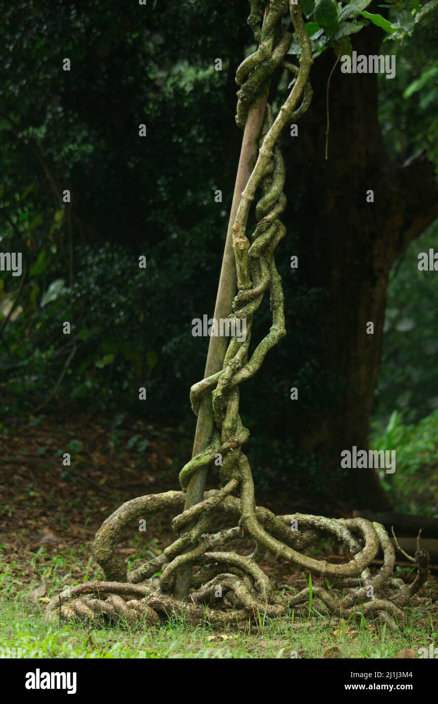 A creeping creeper in the middle of the forest Stock Photo - Alamy