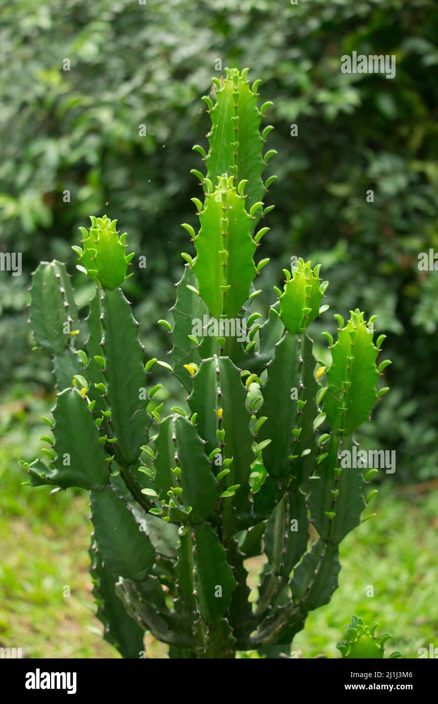 Green dragon tree in the middle of nature Stock Photo - Alamy