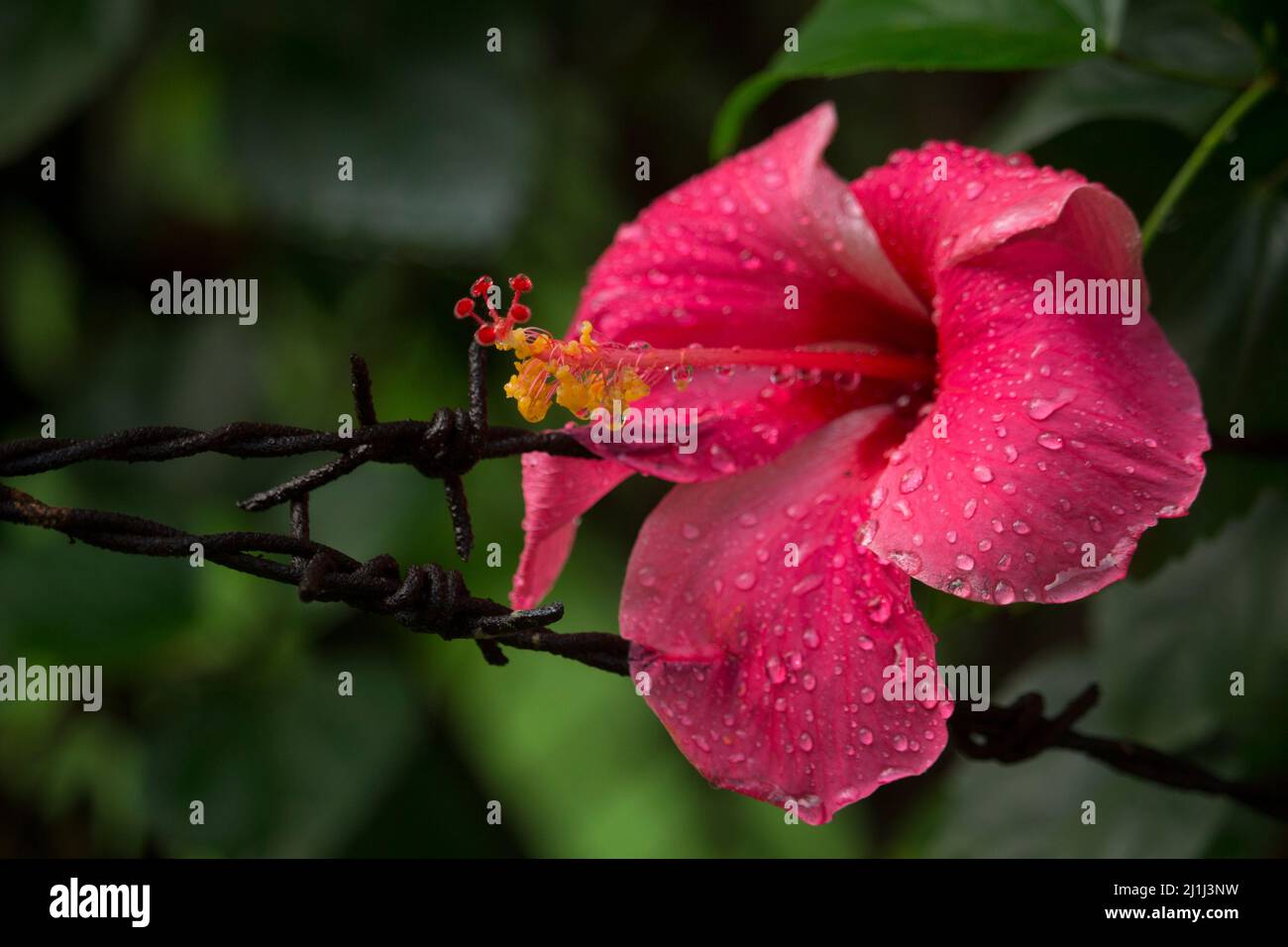 Jaba flower hi-res stock photography and images - Alamy