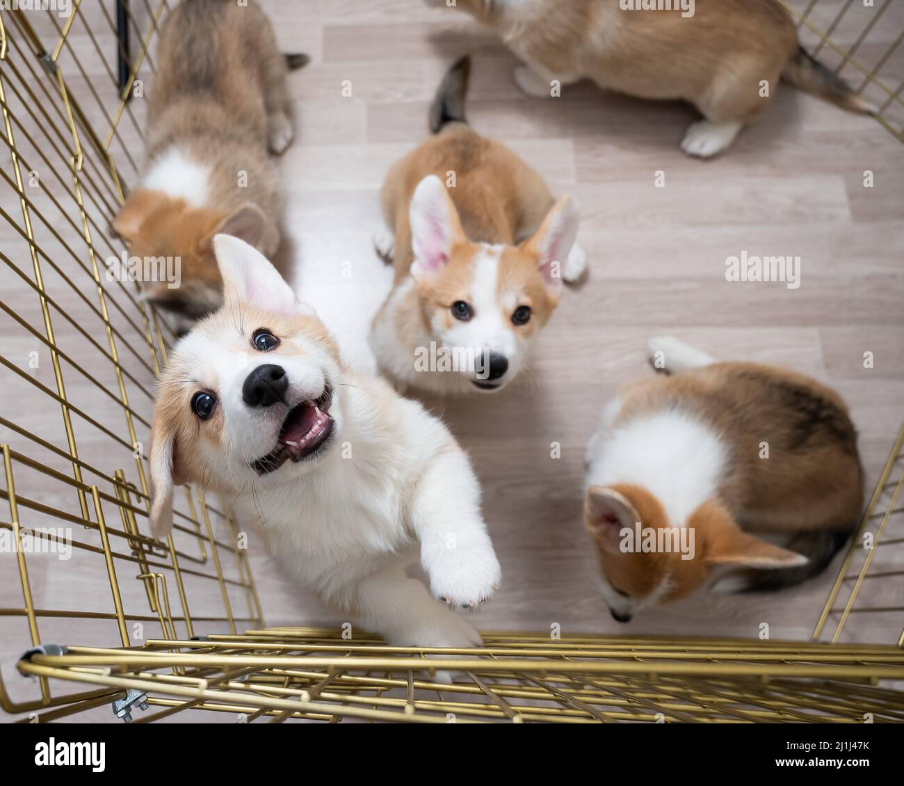 Corgi safety hi-res stock photography and images - Alamy