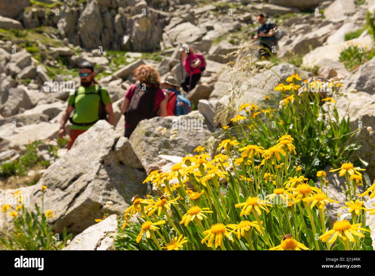Yellow flowers near a hiking route and hikers descending among boulders ...