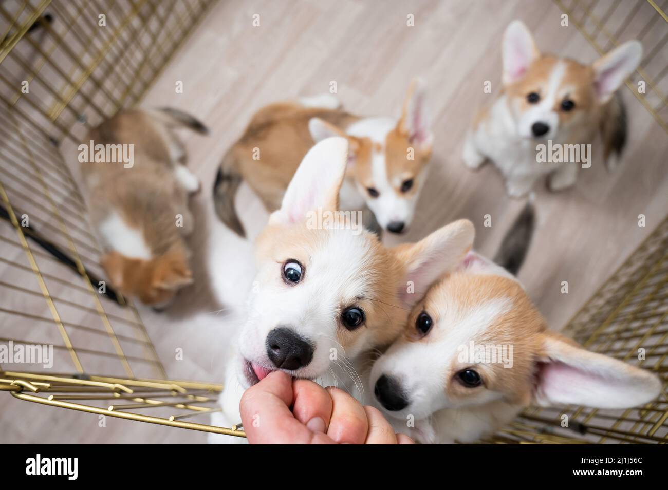 Funny welsh corgi dogs reach out to the male hand from the aviary Stock ...