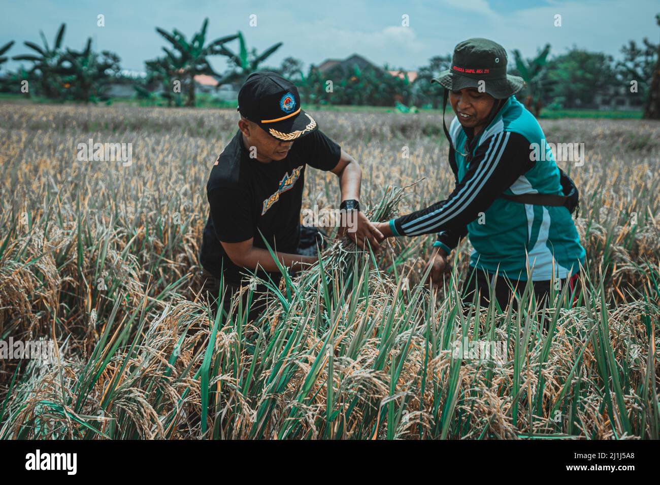 rice milling carried out by farmers in Indonesia Stock Photo - Alamy