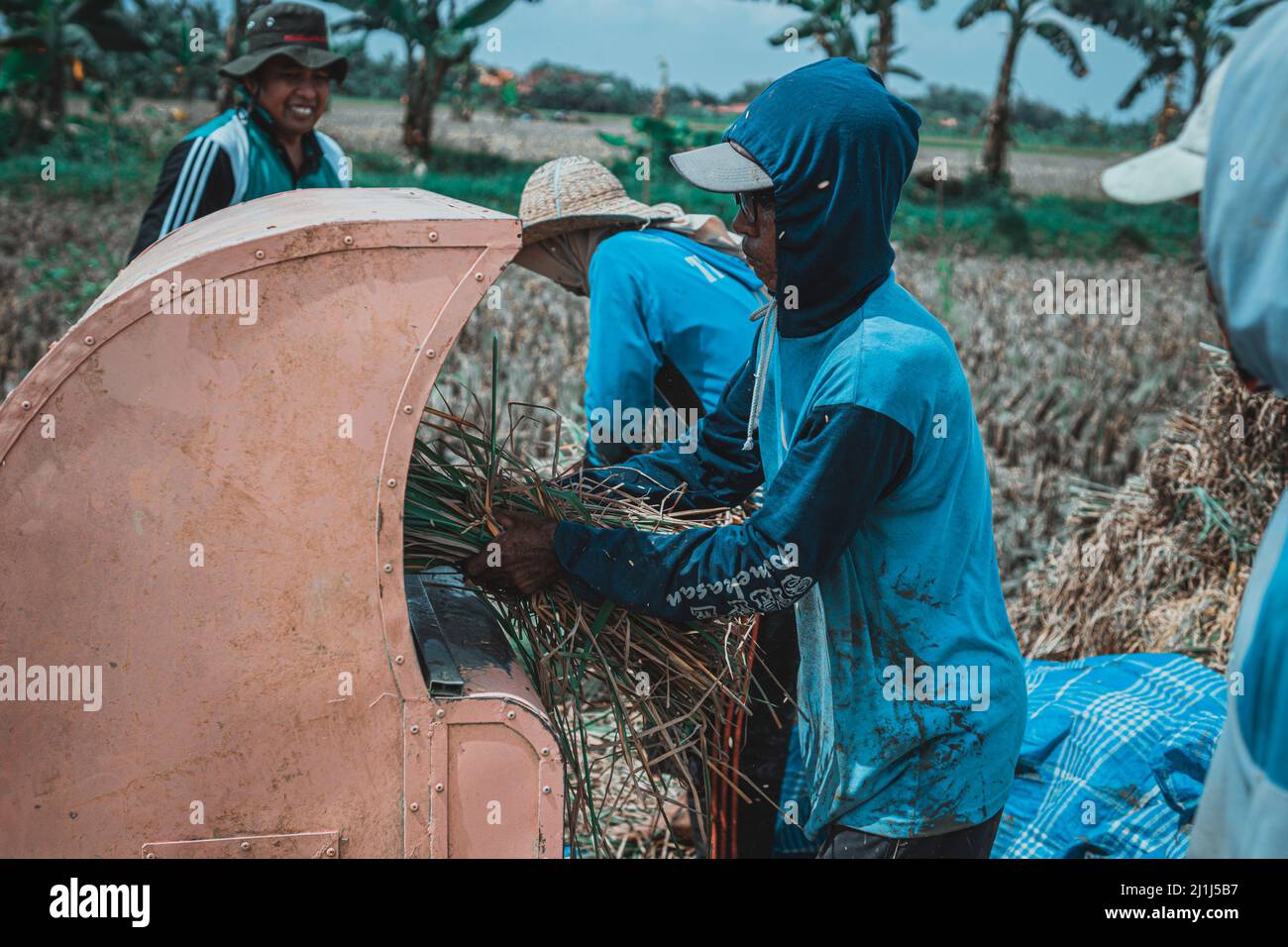 rice milling carried out by farmers in Indonesia Stock Photo - Alamy