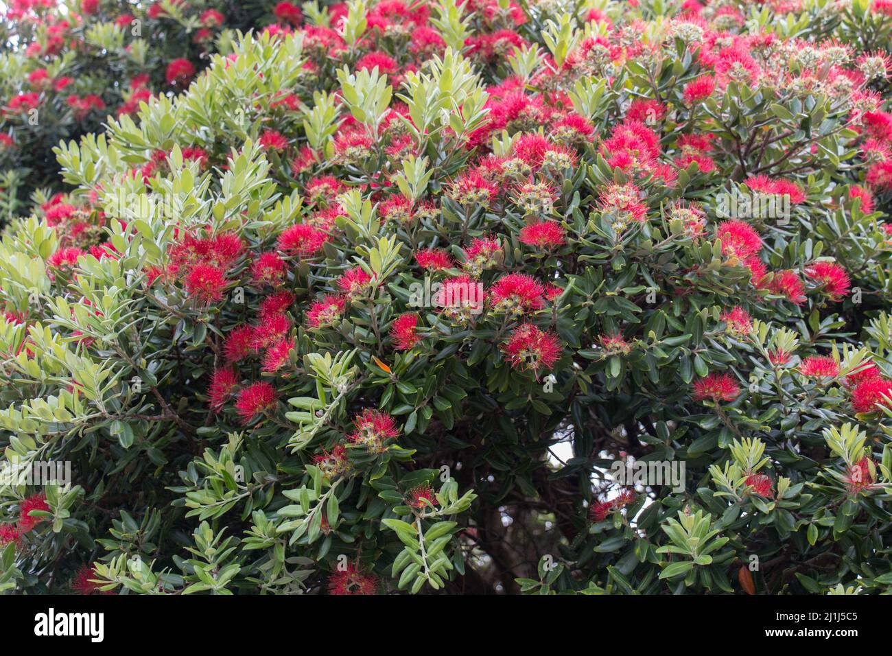The view of pohutukawa tree in bloom Stock Photo - Alamy