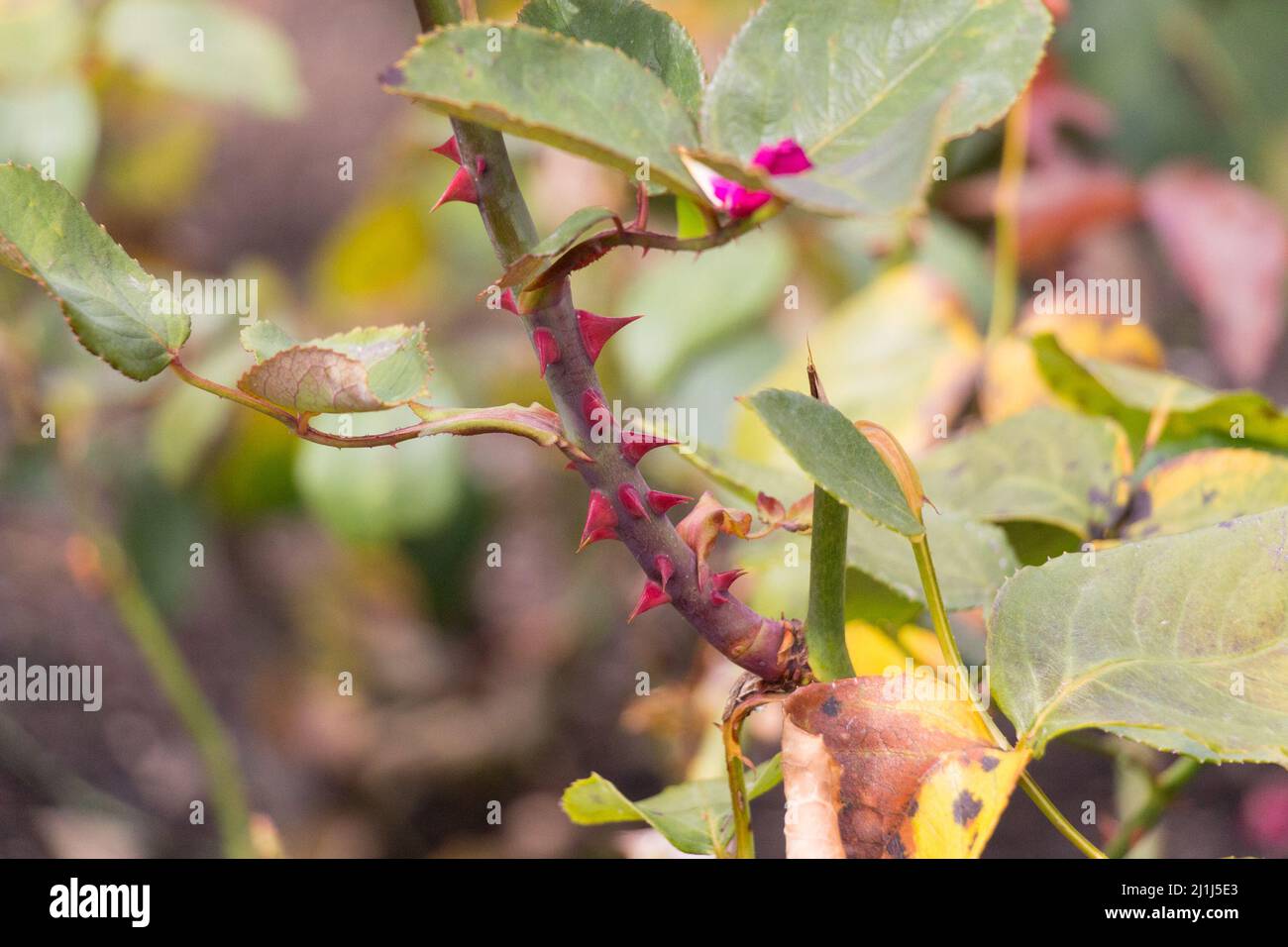 Close up view of rose stem with its thorns Stock Photo - Alamy