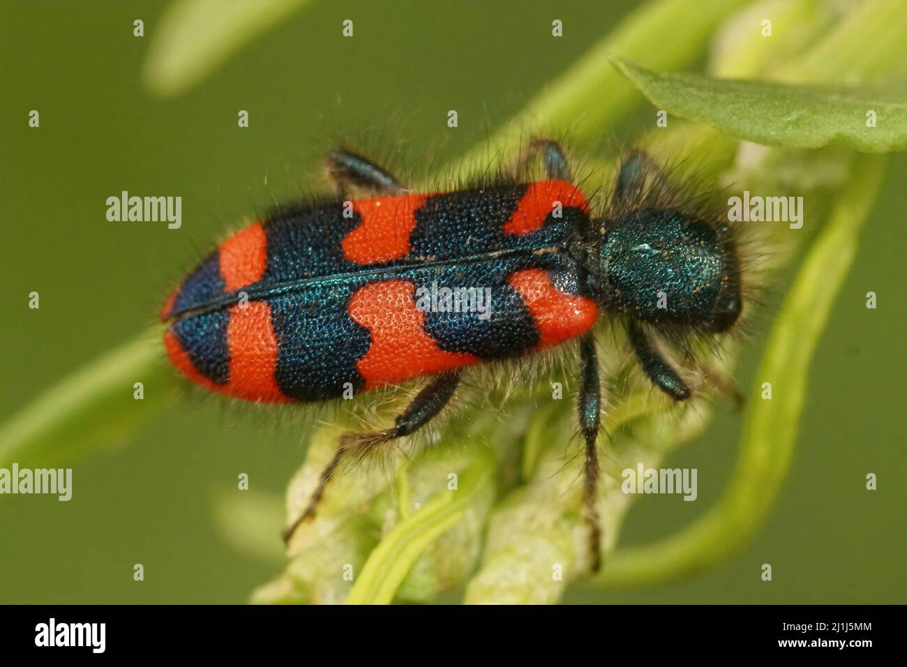 Closeup of the colorful red beewolf beetle, Trichodes apiarius from the ...