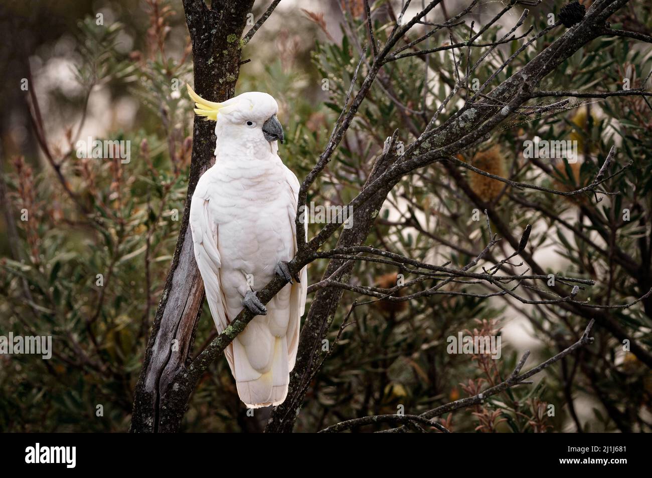 Australian yellow crested cockatoo hi-res stock photography and images ...