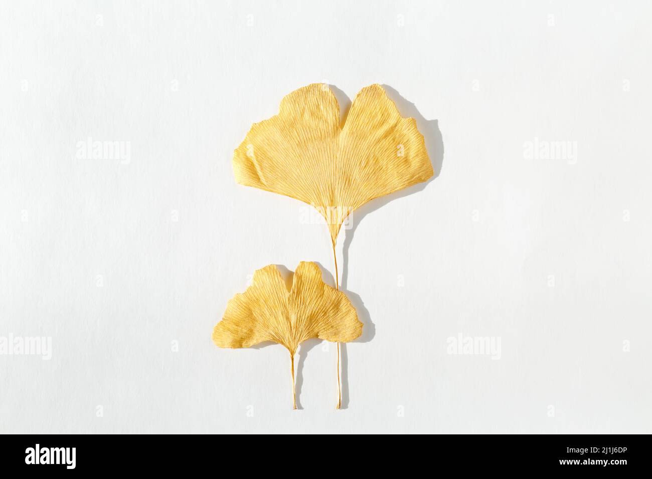 Two dried textured yellow ginkgo biloba leaves on a white background ...