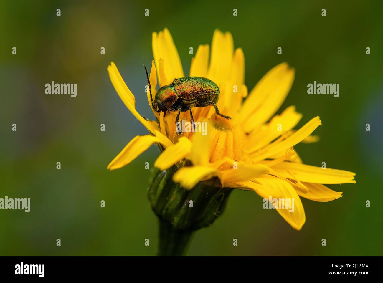 Beetles of europe hi-res stock photography and images - Alamy