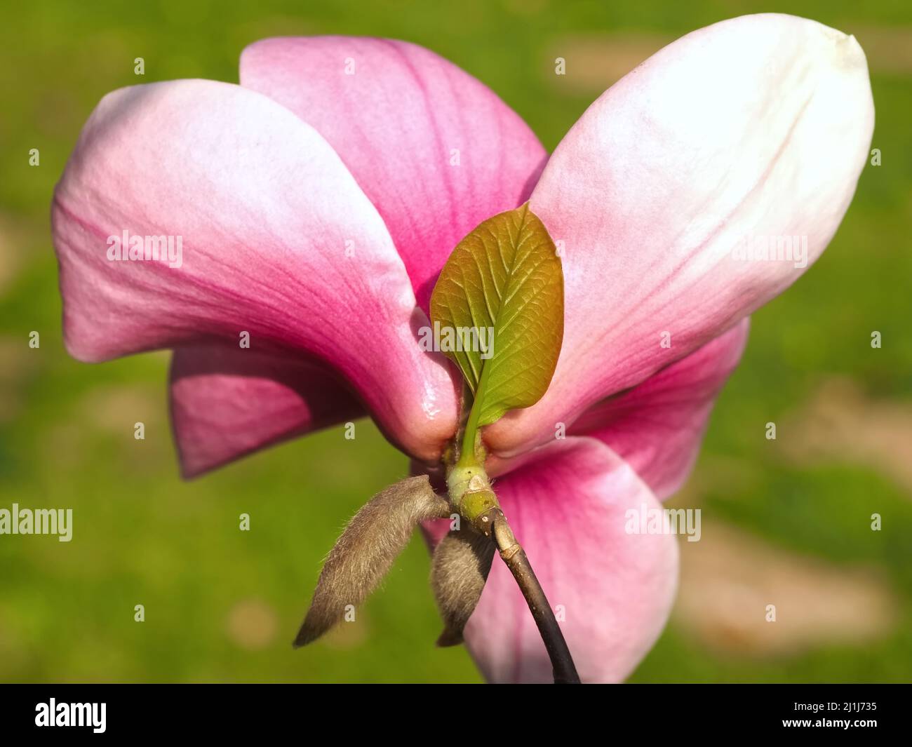 Big group beautiful pink hi-res stock photography and images - Alamy