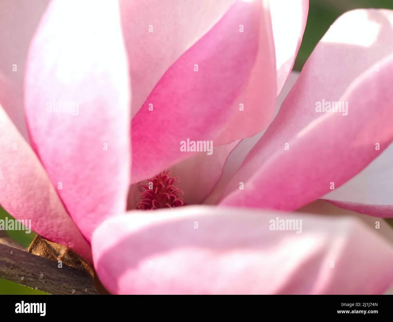 Big pink flower hi-res stock photography and images - Alamy