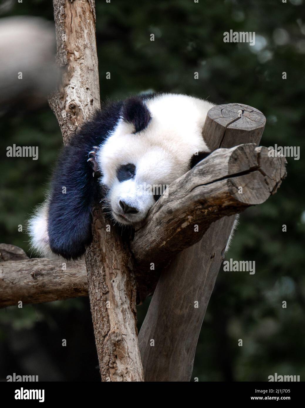 A vertical closeup shot of the giant panda lying on the tree branches ...