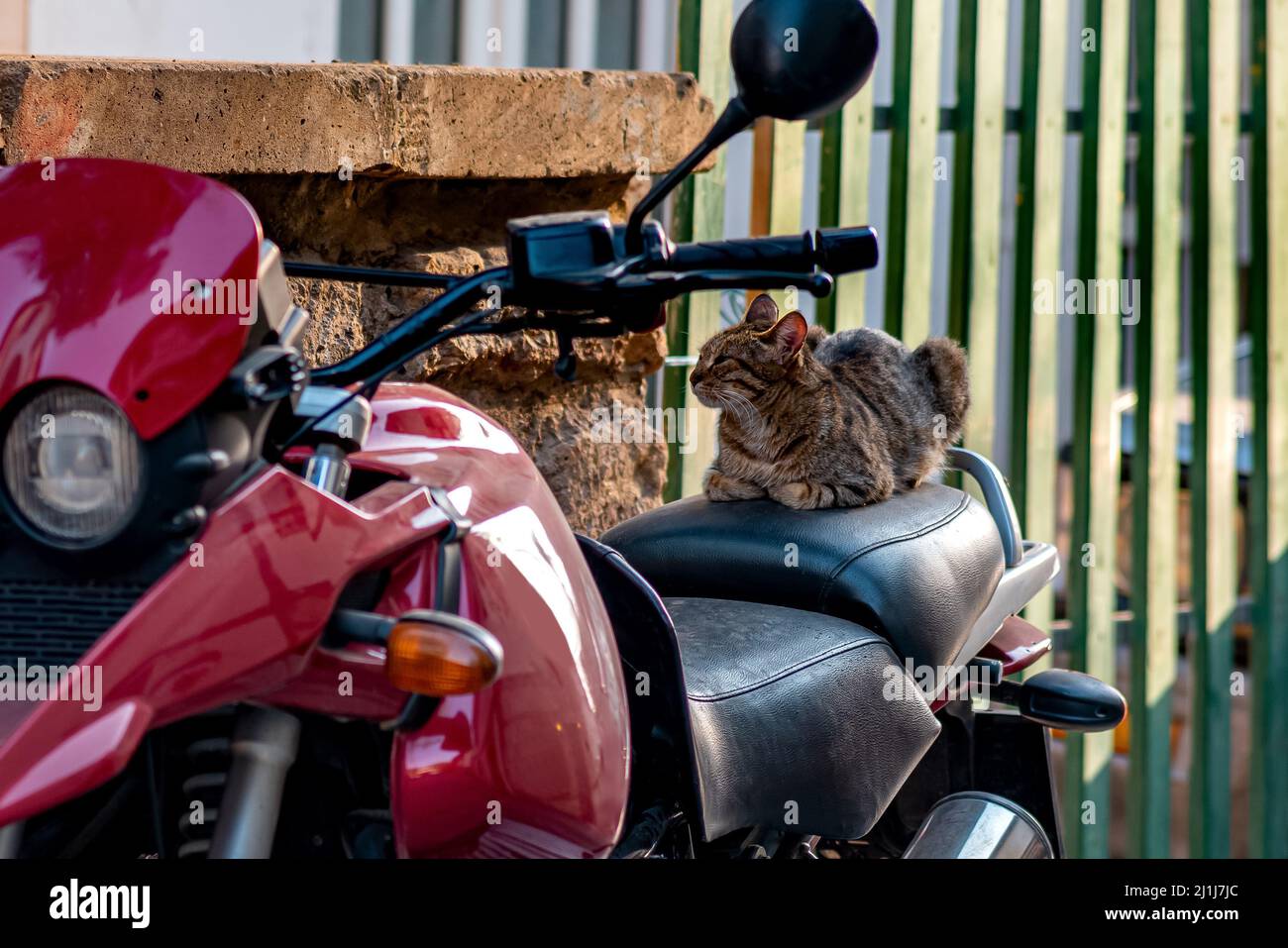 stray cat naps on the saddle of a parked motorcycle Stock Photo - Alamy