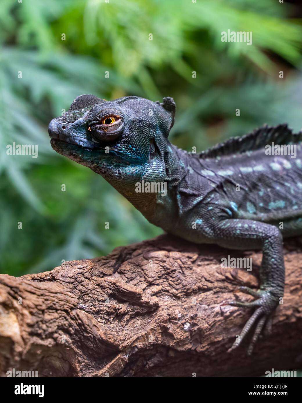 A closeup of a Basiliscus lizard commonly known as basilisks on the ...