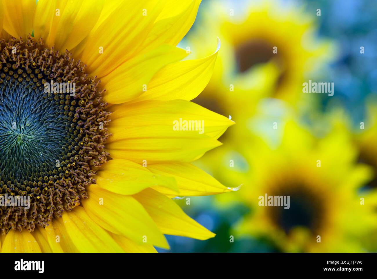 Close-up of a blooming sunflower against the background of a sunflower ...