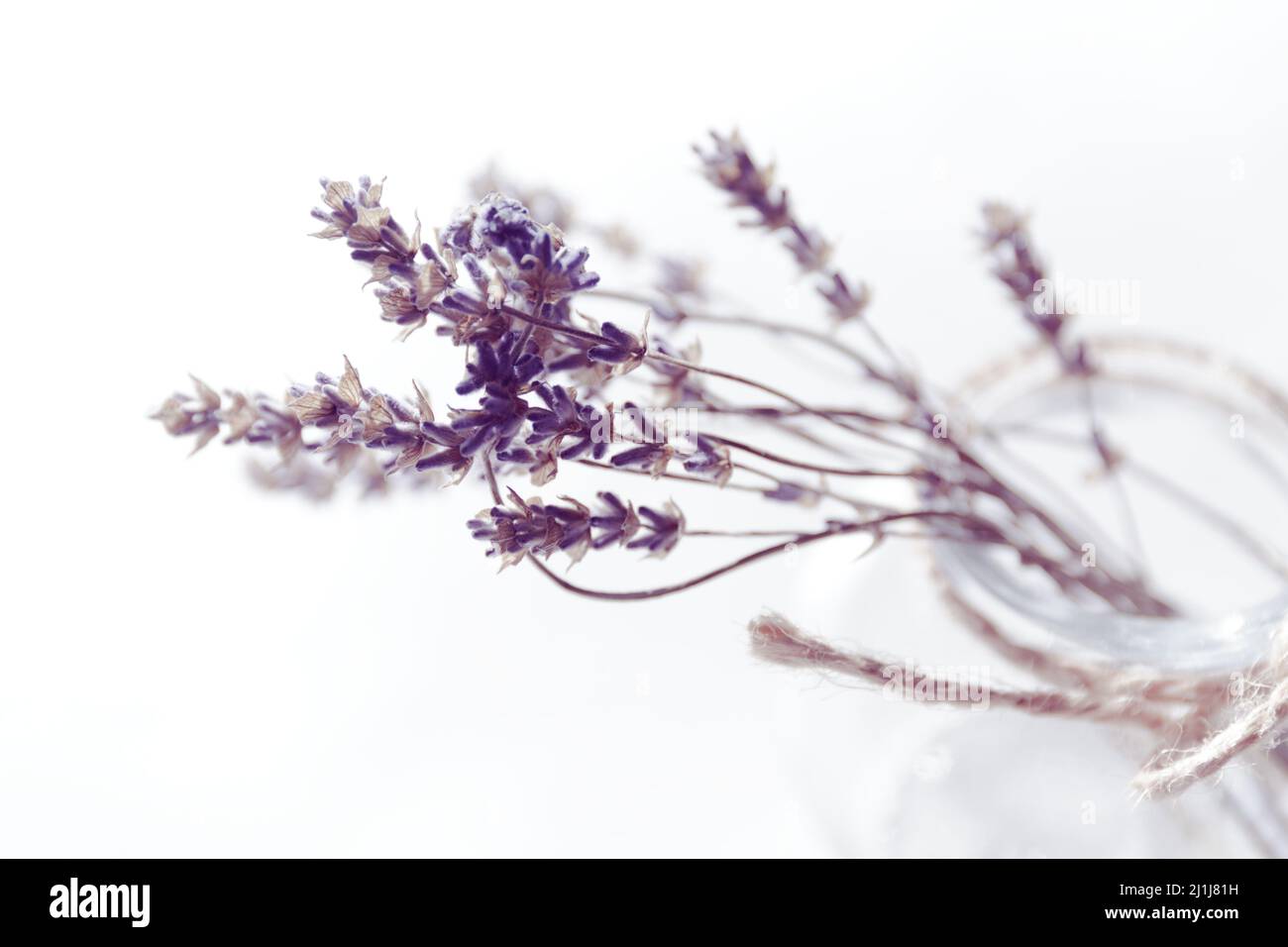 Lavender perfume in lilac bottle hi-res stock photography and images ...