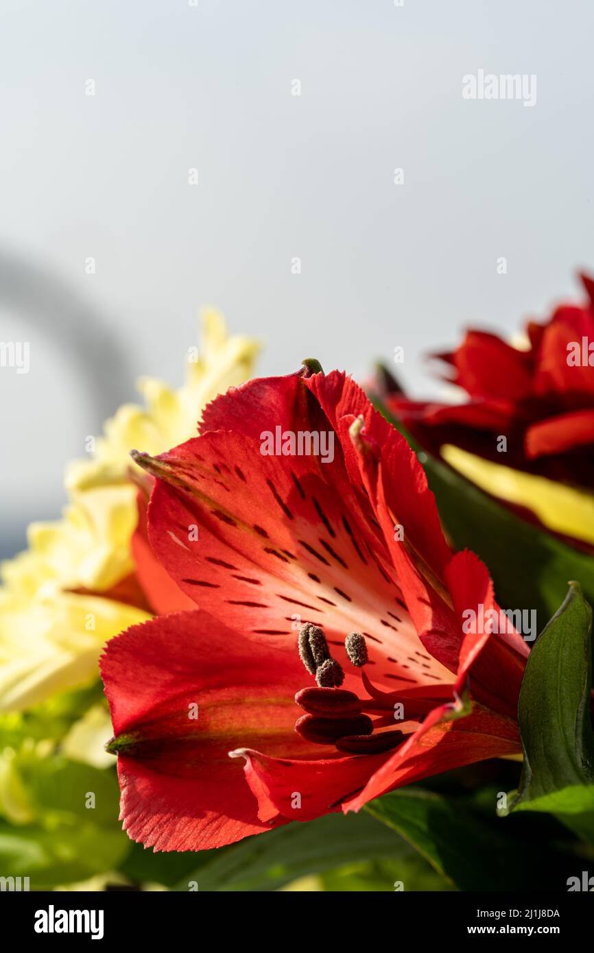Inca Lily High Resolution Stock Photography and Images - Alamy