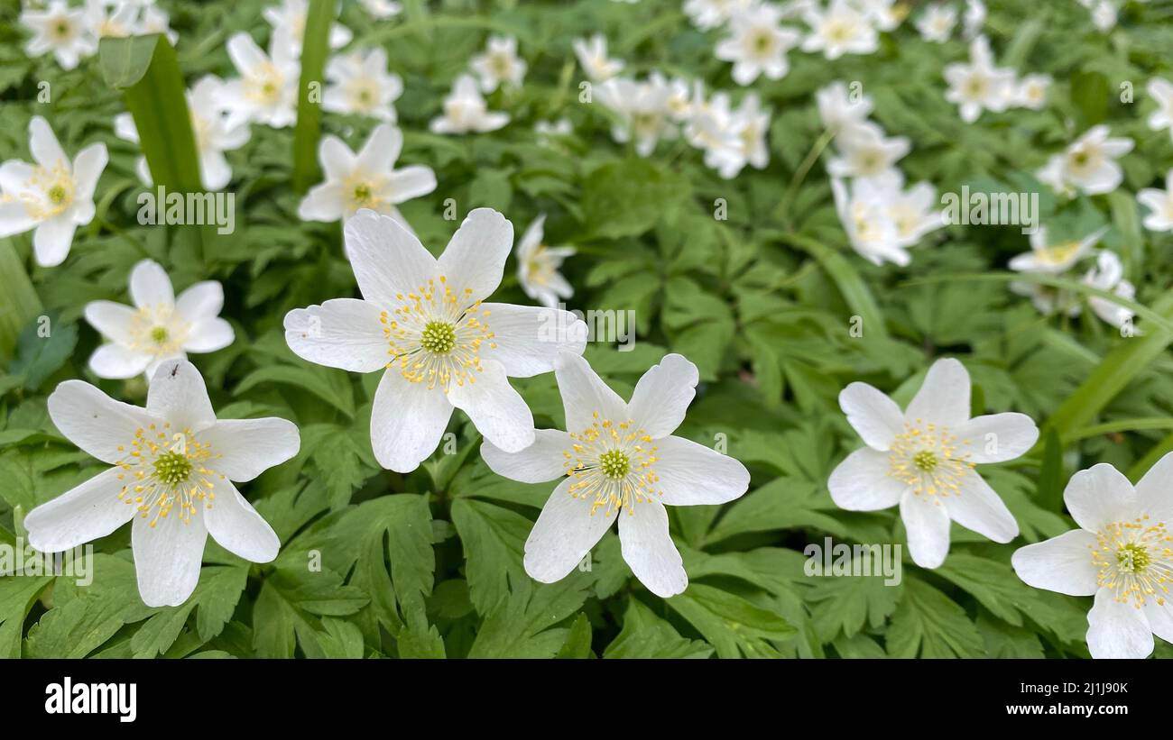 Flowers and leaves of the wood anemone (Anemone nemorosa, Anemonoides ...