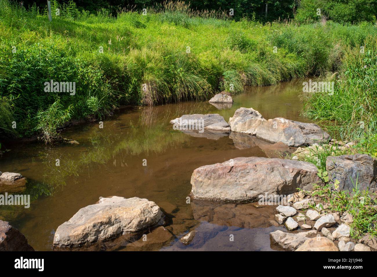Lush green plant banks hi-res stock photography and images - Alamy