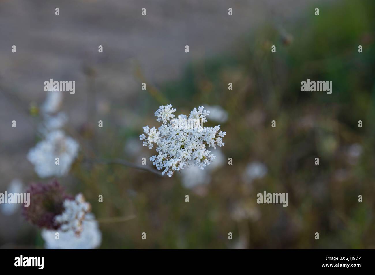 Picture of a Wild Carrot flower (Daucus carota), carrot blossoms. white ...