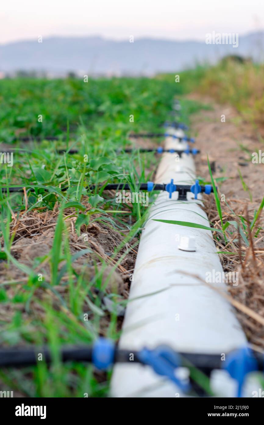 Drip irrigation system. Saving drip irrigation system used in field ...