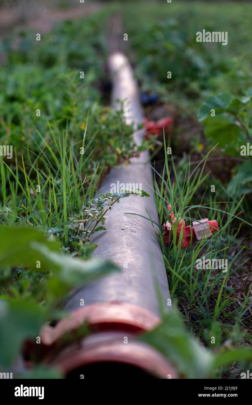Plastic irrigation pipe for drip irrigation. Selective focus front view ...