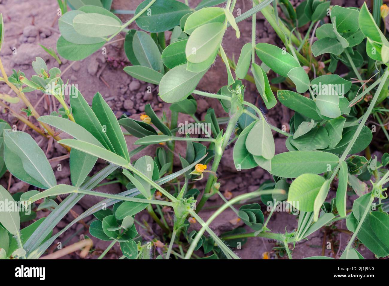 Peanut plantation fields , Young plants on peanut plantation. Plants of ...