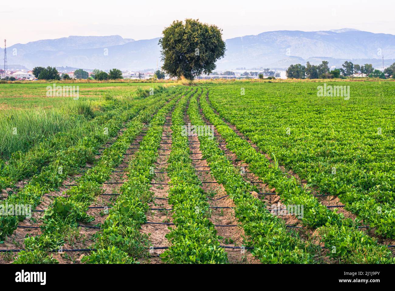 Peanut plantation fields , Young plants on peanut plantation. Plants of ...