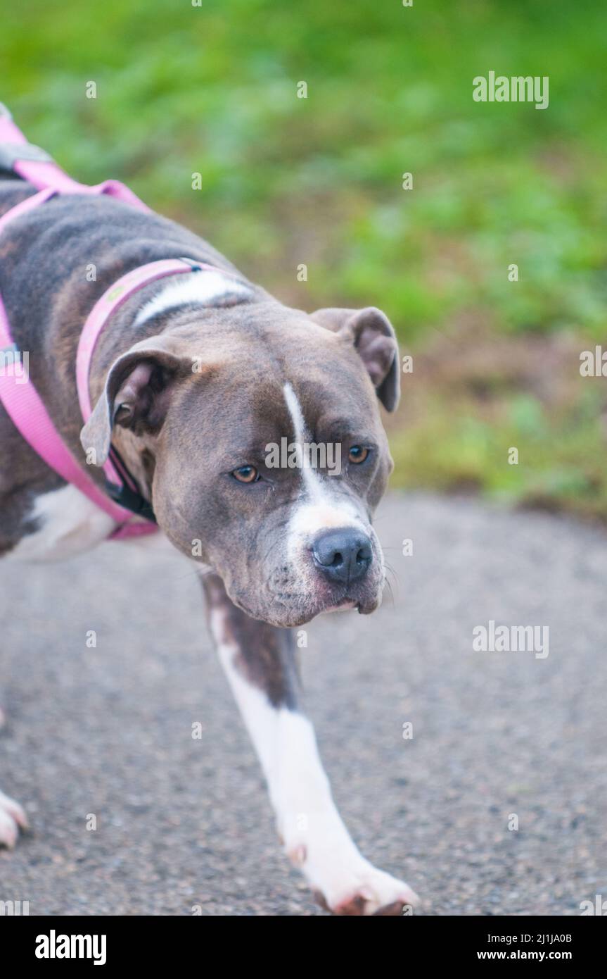 Humane society dogs hi-res stock photography and images - Alamy