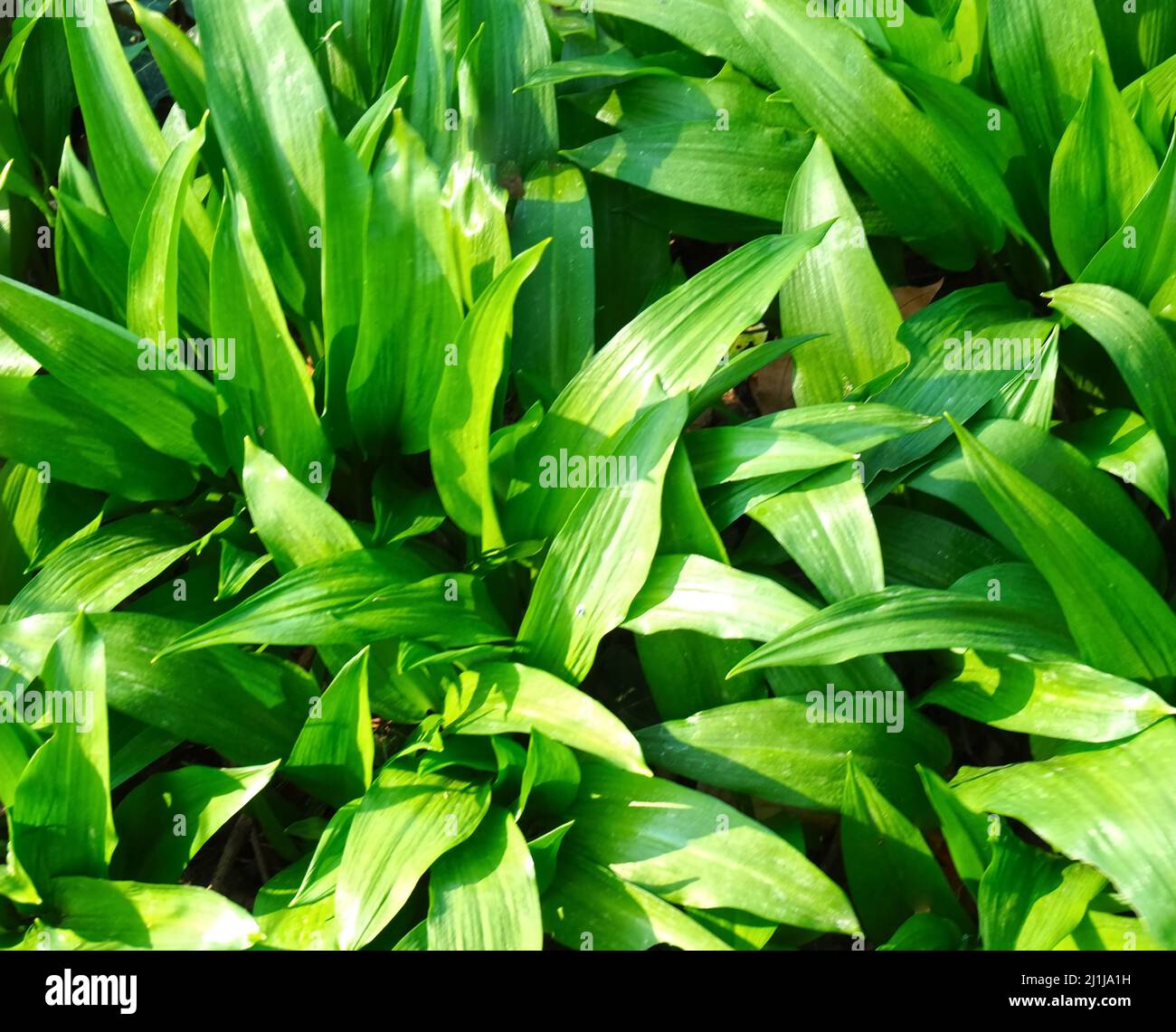 Allium ursinum or wild garlic, edible plants in a forest Stock Photo ...