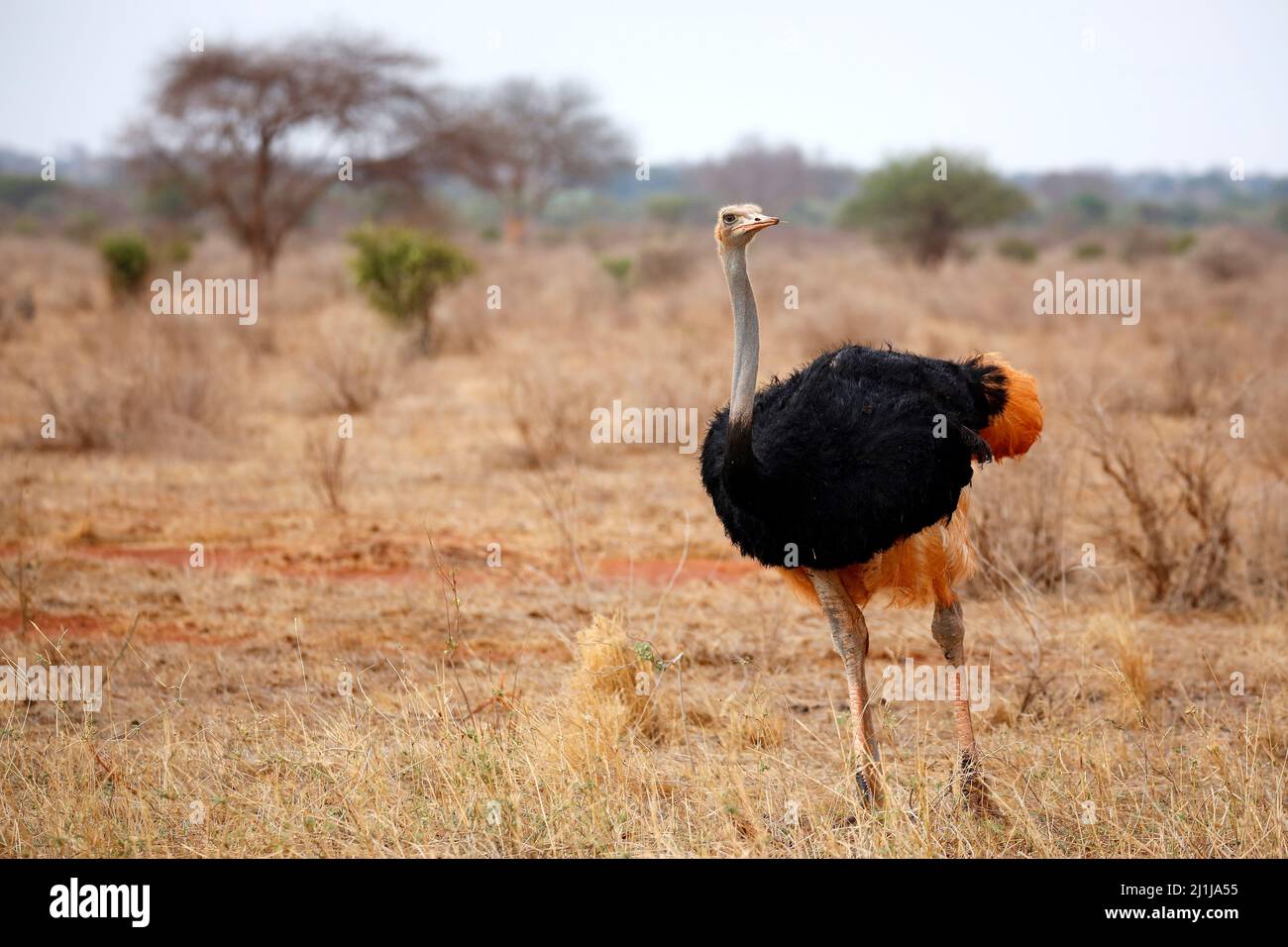 Common Ostrich (Struthio camelus), with White Feathers Colored Red from ...