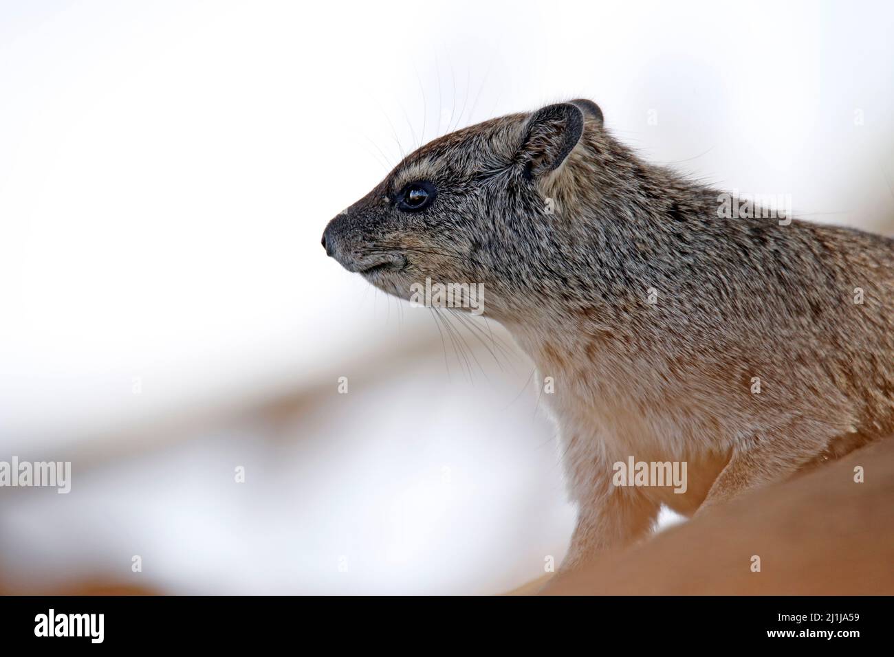 Rock Hyrax in Profile (Procavia capensis, aka Dassie, Cape Hyrax, Rock ...