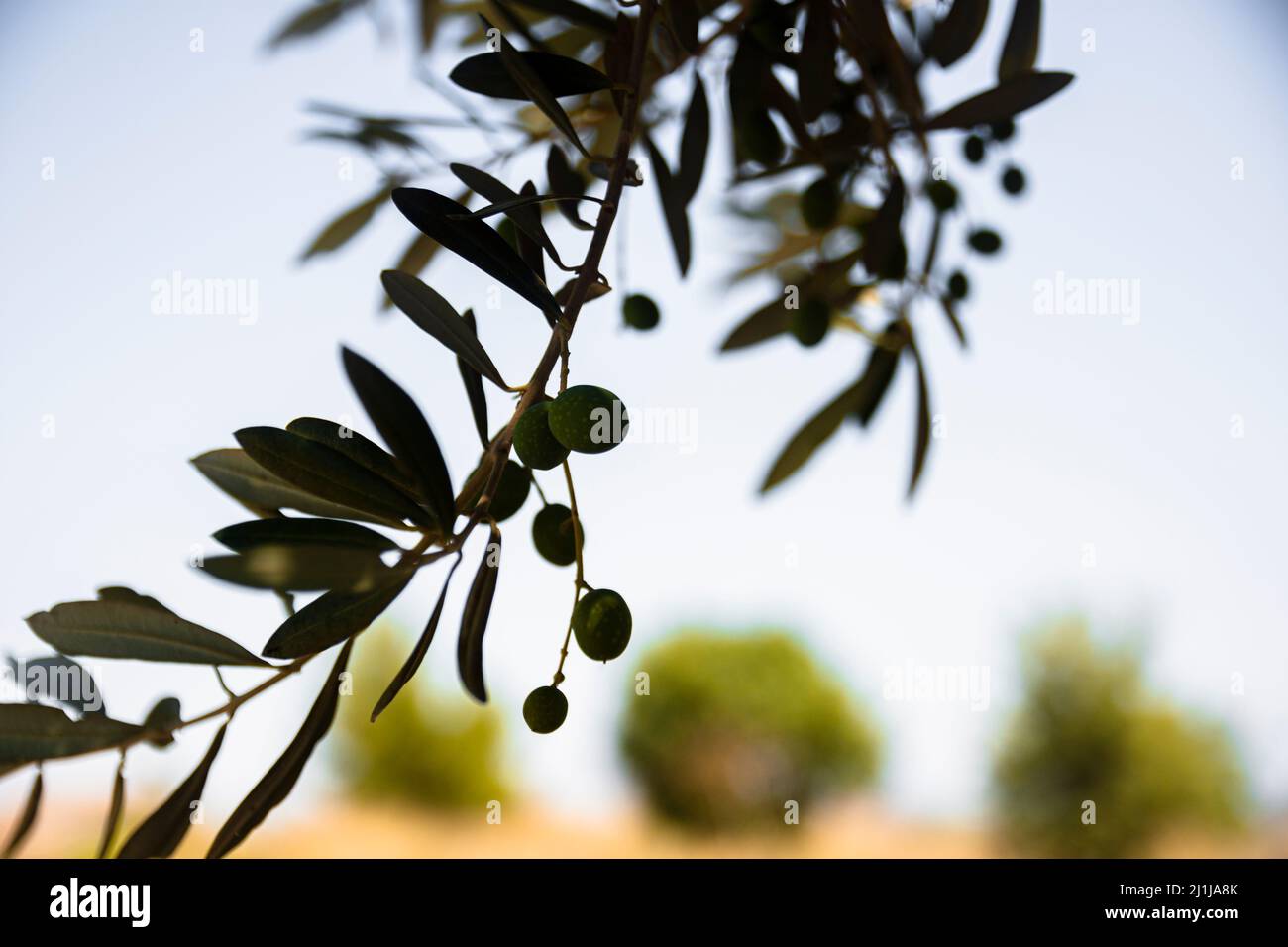 Olive tree in the mediterranean. Unripe olives on the branch. Photo ...