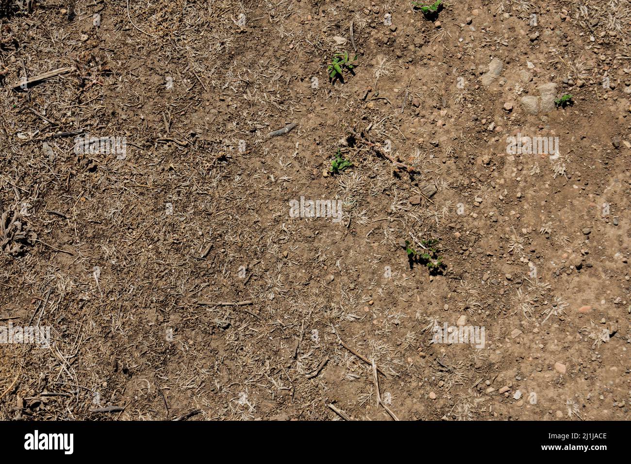 dried grass and hard earth. pathway on a dry summer day Stock Photo - Alamy