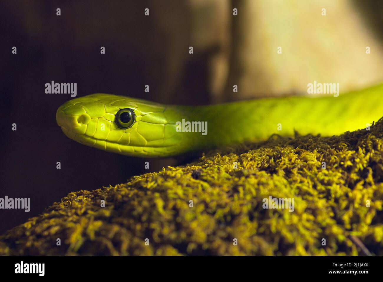 Eastern green mamba - Dendroaspis angusticeps Stock Photo - Alamy