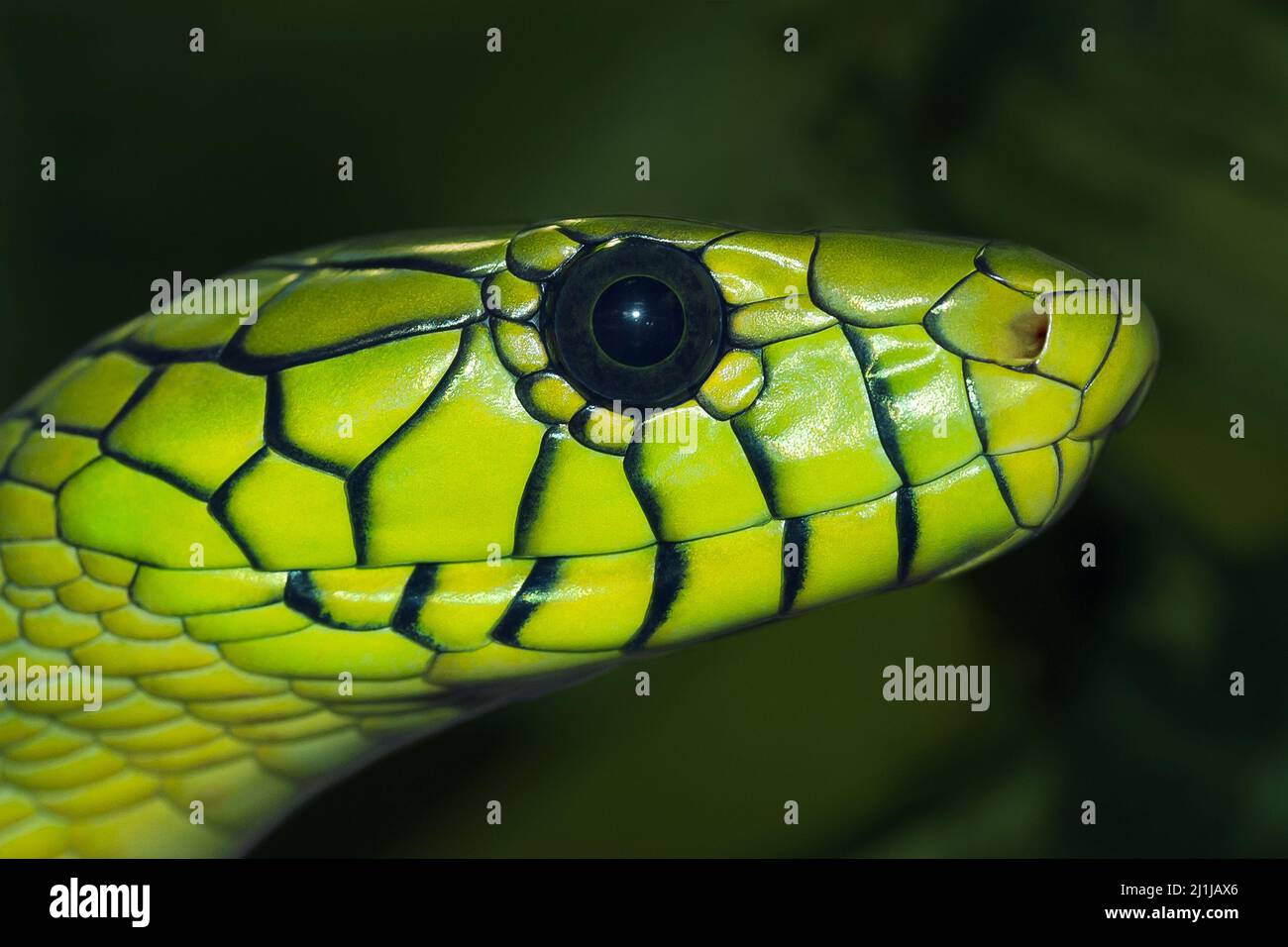 Western green mamba - Dendroaspis viridis Stock Photo - Alamy