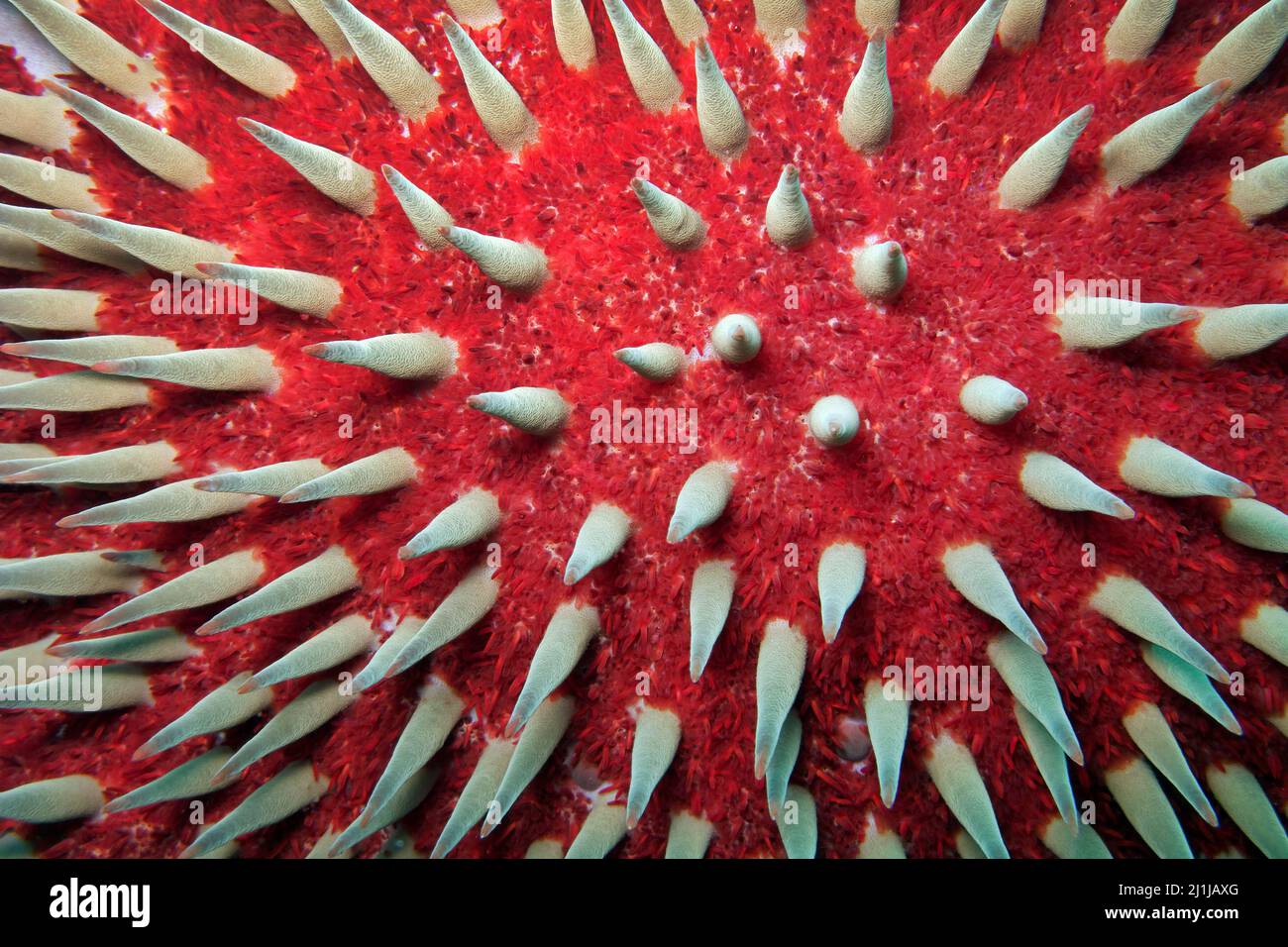 Crown of thorns starfish - Acanthaster planci Stock Photo - Alamy