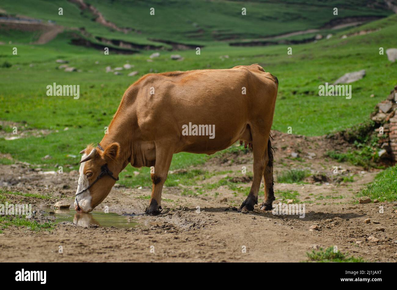 A cow drinking water from a mini water pit on a green field background ...