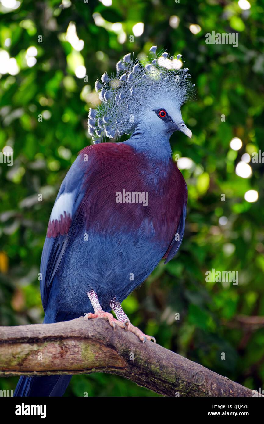 Victoria crowned pigeon - Goura victoria Stock Photo - Alamy