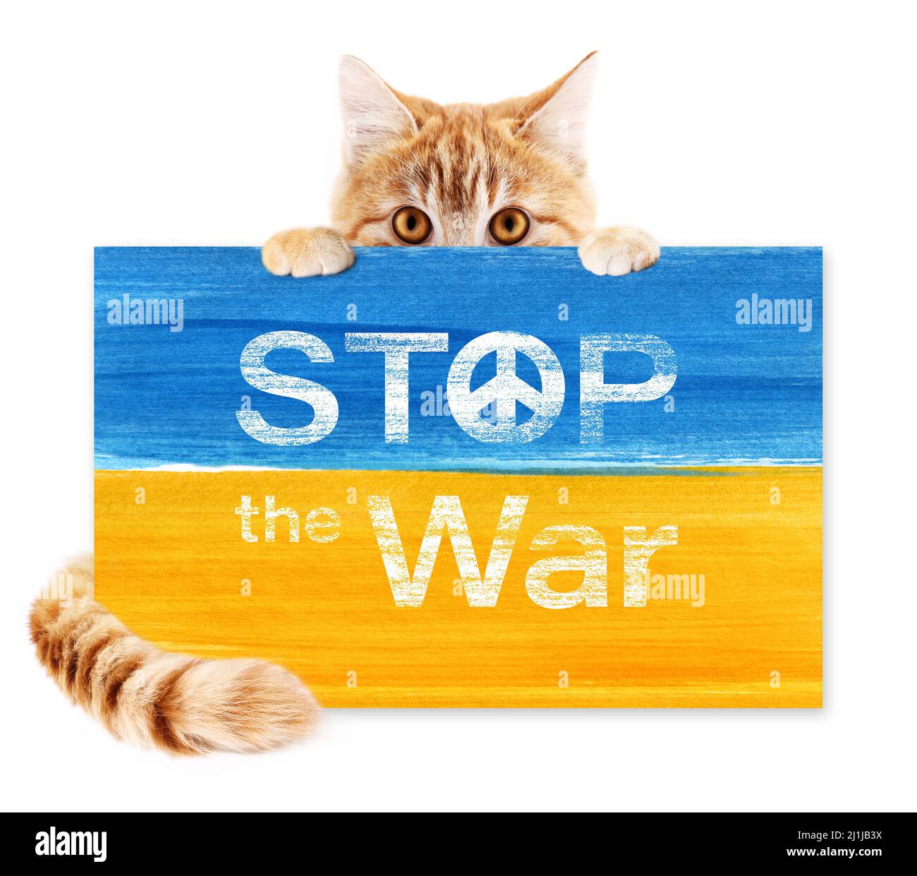 Ukraine war and animal aid concept. Cat holding a placard protest sign ...