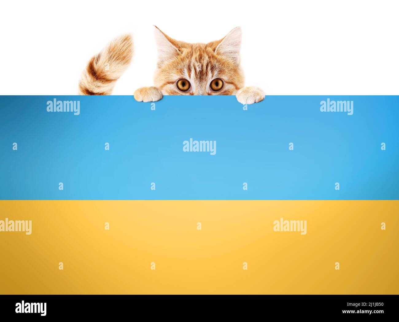 Ukraine war and animal aid concept. Cat holding a placard protest sign ...