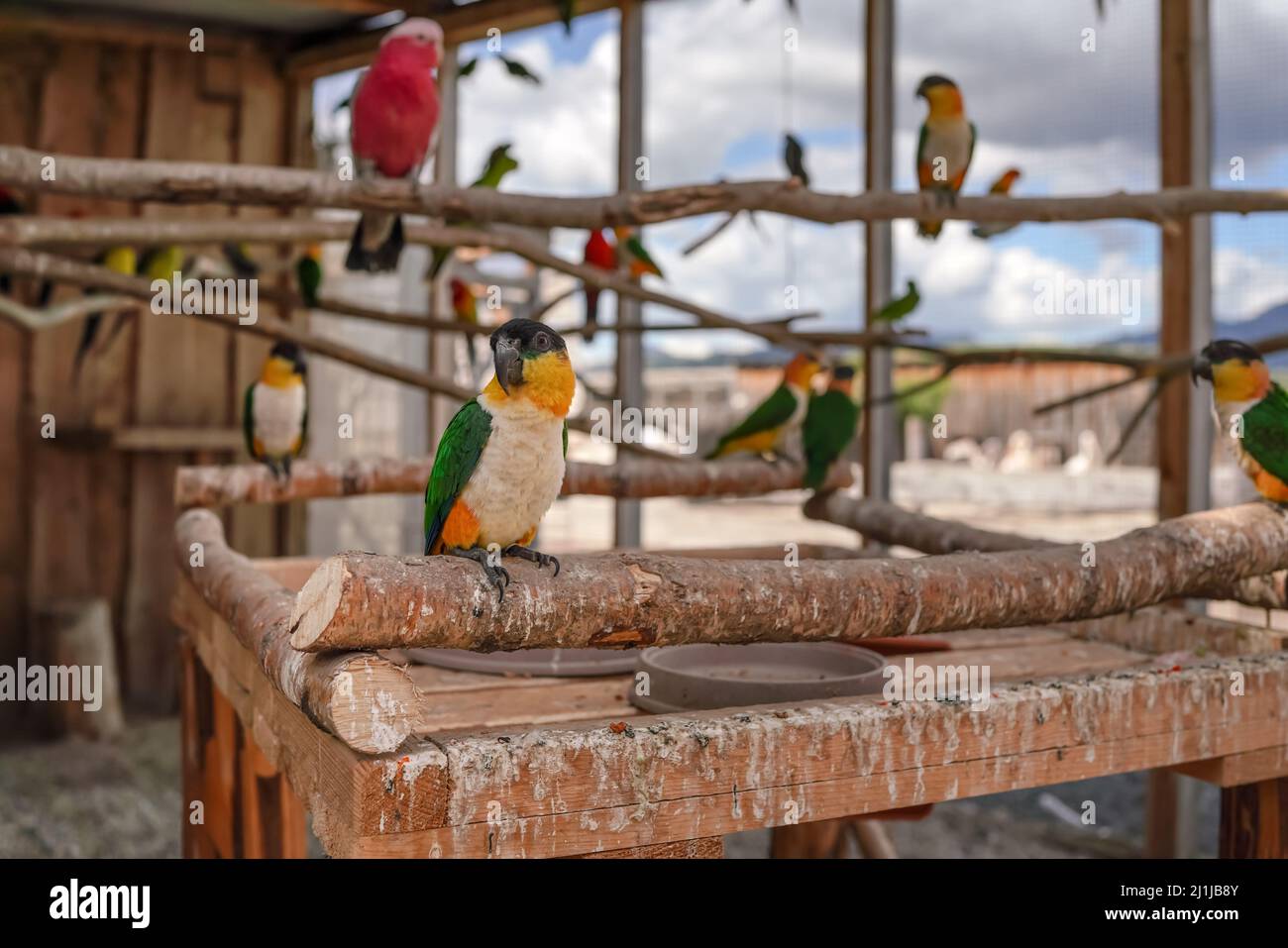 Group of exotic colourful birds sitting on wooden branches in zoo Stock ...