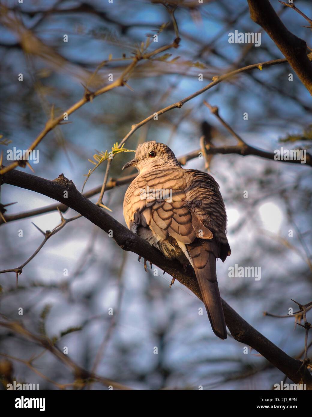 Vertical shot mourning dove hi-res stock photography and images - Alamy