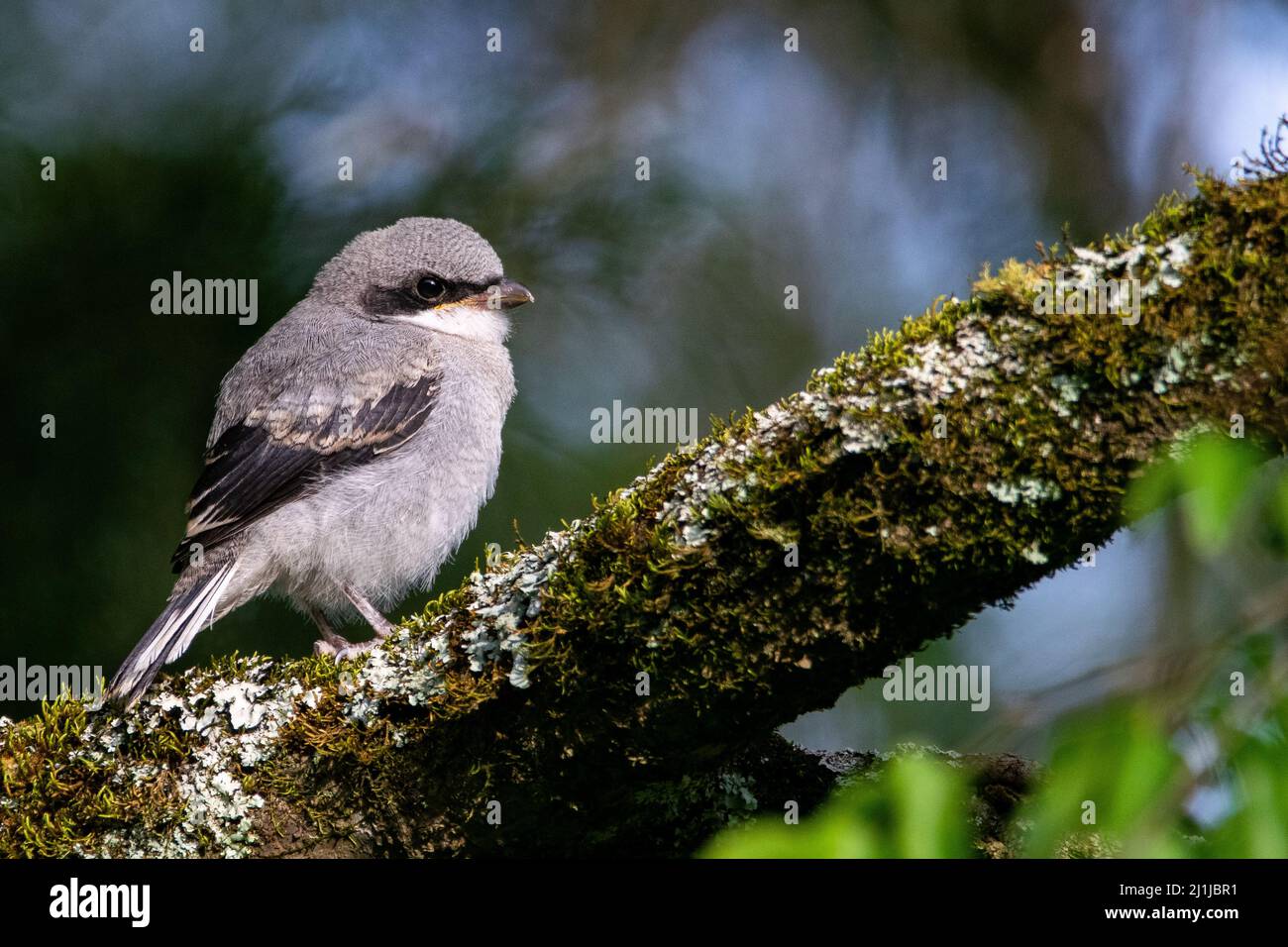 A closeup shot of the cute loggerhead shrike perched on the tree Stock ...