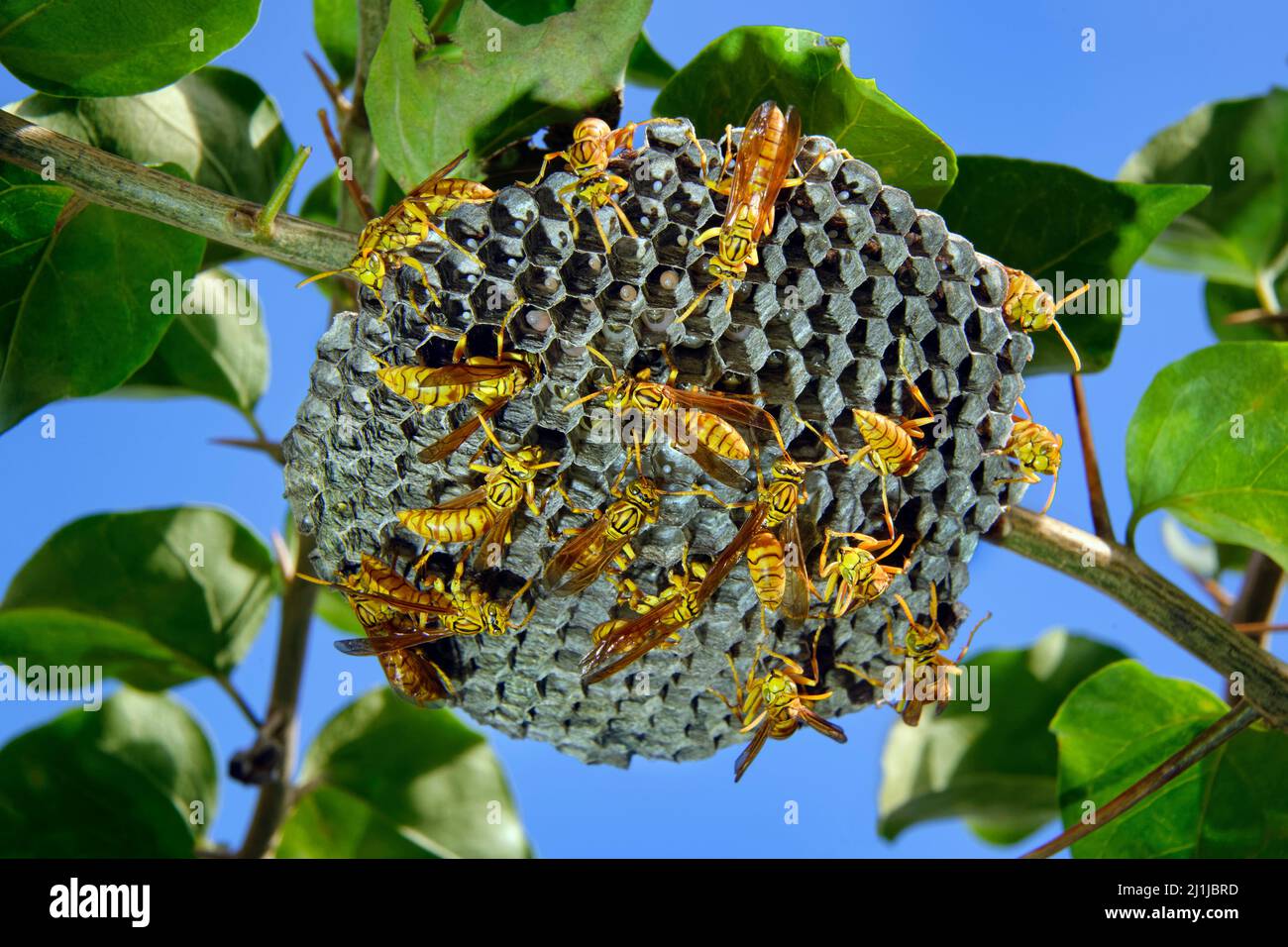 Indian paper wasp nest - Polistes hebraeus Stock Photo - Alamy
