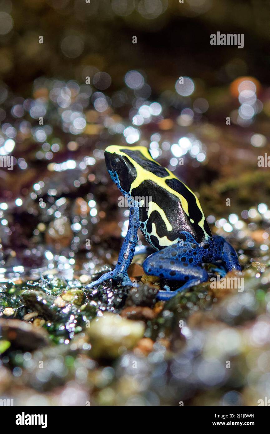 Dyeing poison dart frog - Dendrobates tinctorius Stock Photo - Alamy