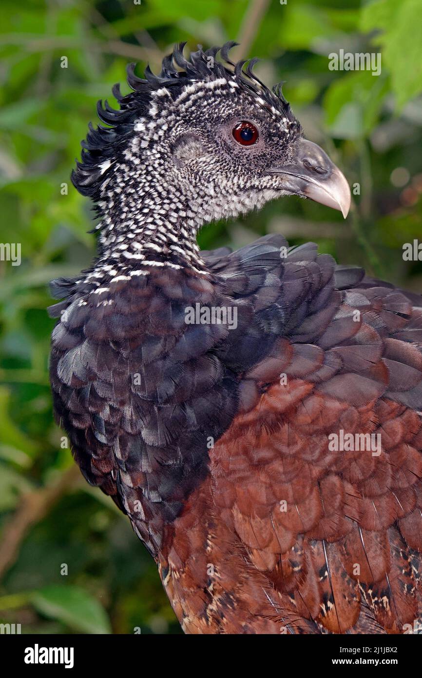 Great curassow (female) - Crax rubra Stock Photo - Alamy