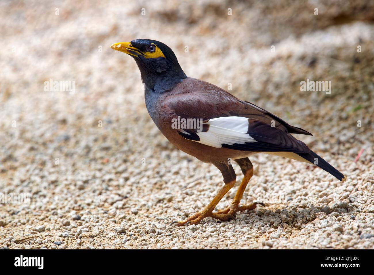 Common Mynah - Acridotheres tristis Stock Photo - Alamy